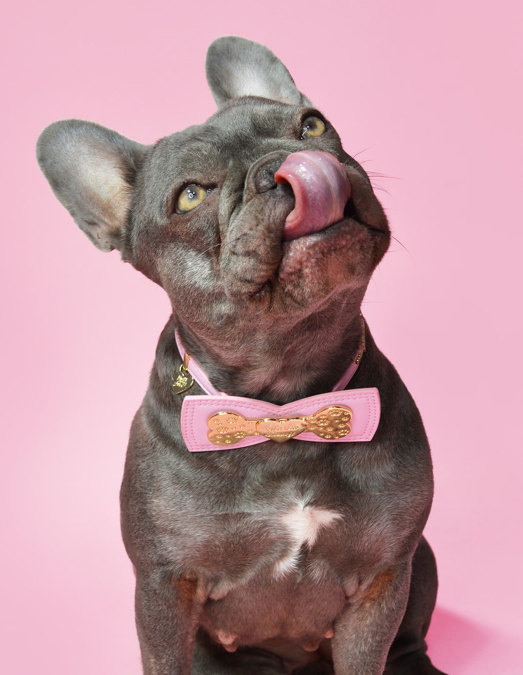 P.Louise Dog Collar – P. Louise Cosmetics